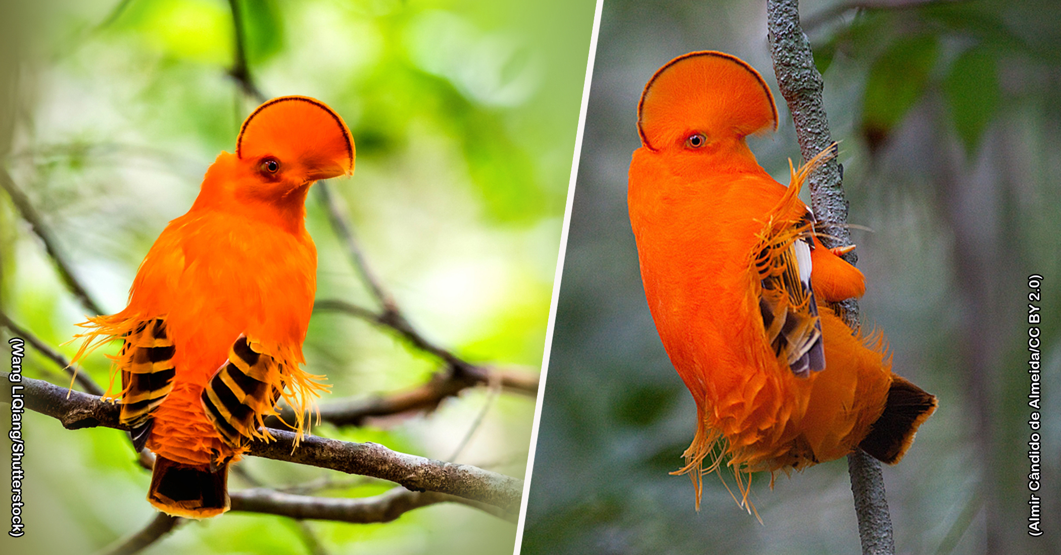 Bird With Unusual Half-Moon Crest Is the Must-See Species in Tropical ...