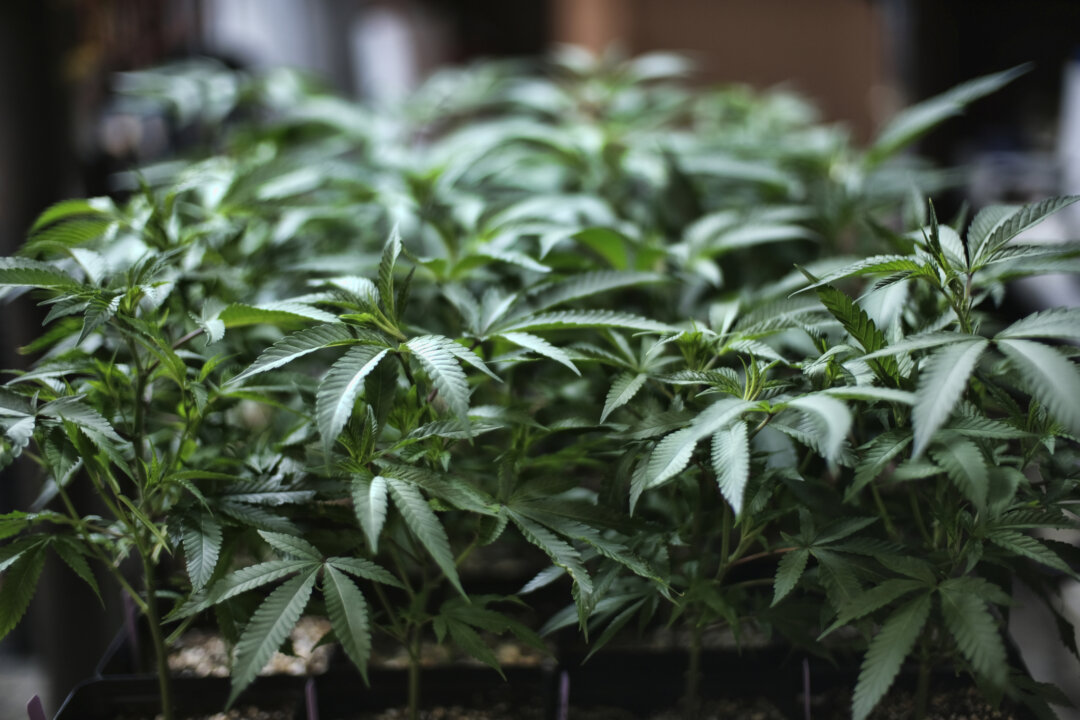 Maine Regulators Deny Proposal to Use Energy Bills to Detect Marijuana ...