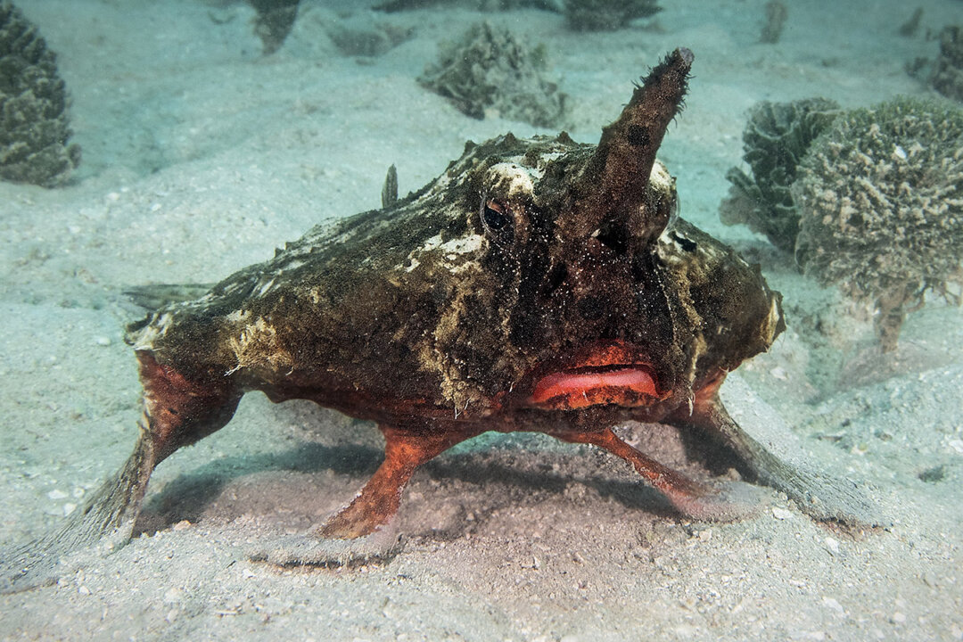 Diver Records Strange Shortnose Batfish ‘Walking’ With Its Fins Along ...