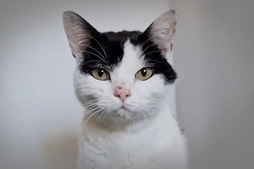 Stray Cat That Was Near Death Ate Rubber to Survive, Gets Rescued in ...