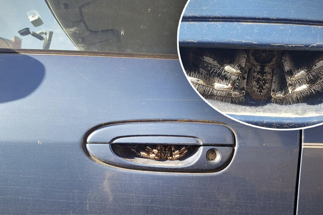 Australian Woman Horrified to Discover Giant Spider Hiding Inside Car ...