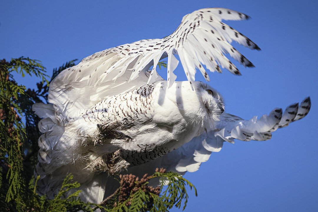 Photographer Captures Stunning Images of Snowy Owl in Washington in ...