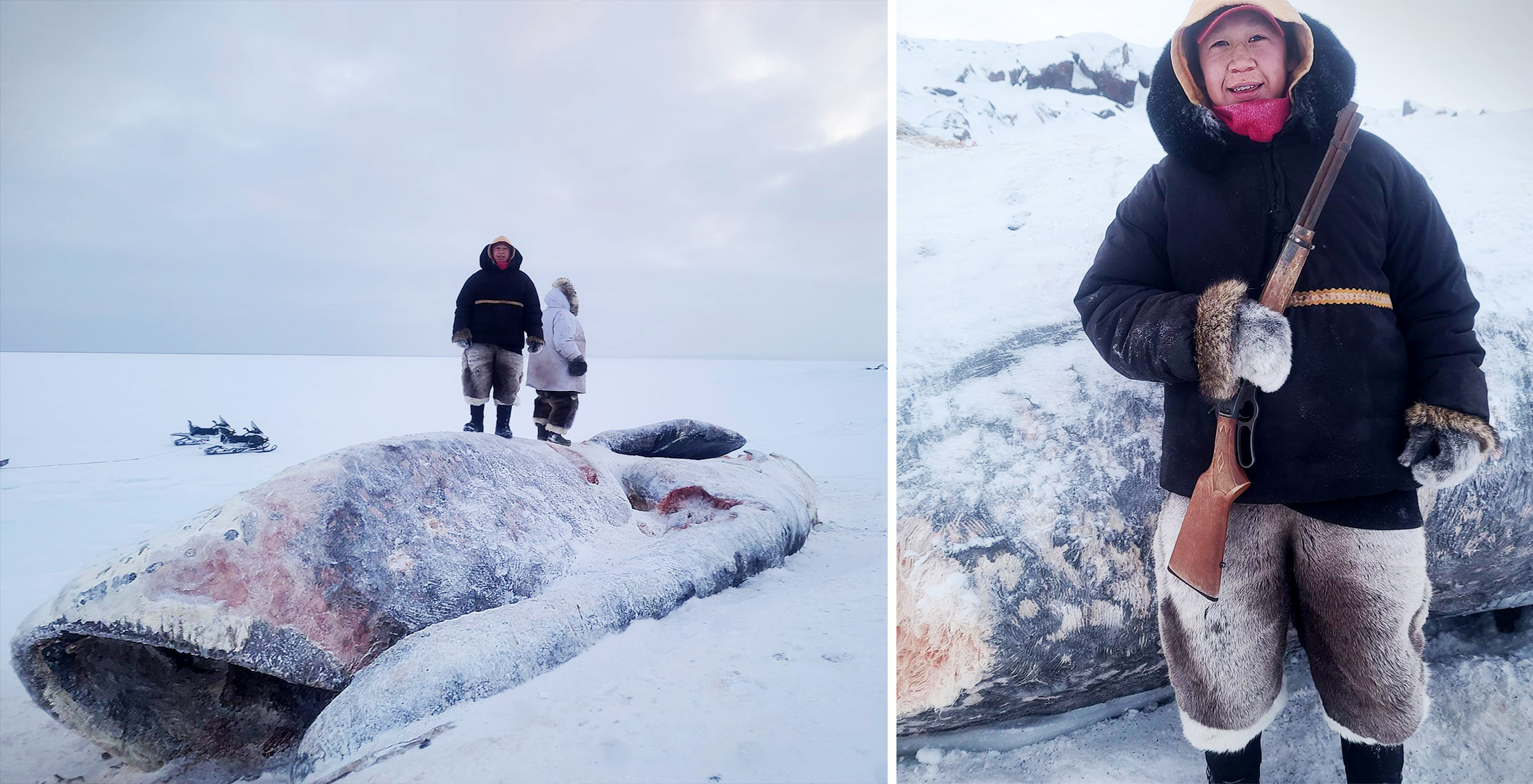 Nunavut Seal Hunters Stumble on Frozen Beached Bowhead Whale Carcass in ...