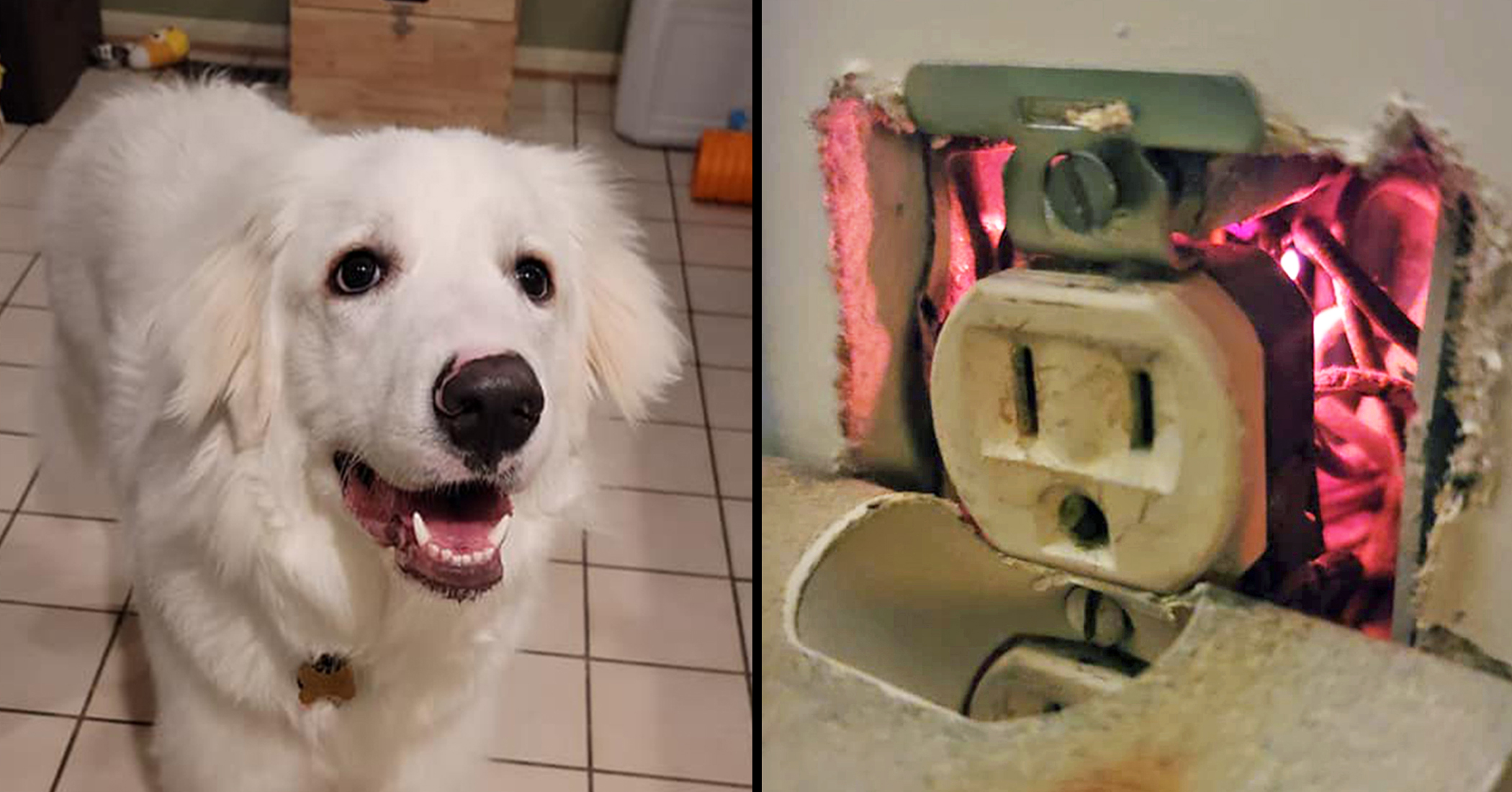 Puppy Acting Strange Sniffs Out Electrical Fire Behind the Wall, Saves ...