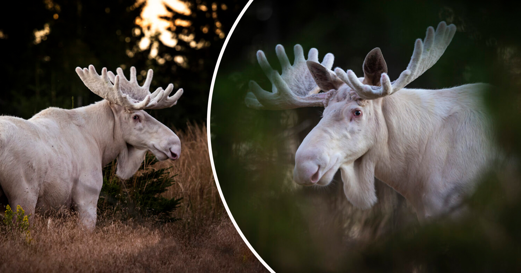 Wildlife Photographer Captures Stunning Images of a Rare White Moose in ...