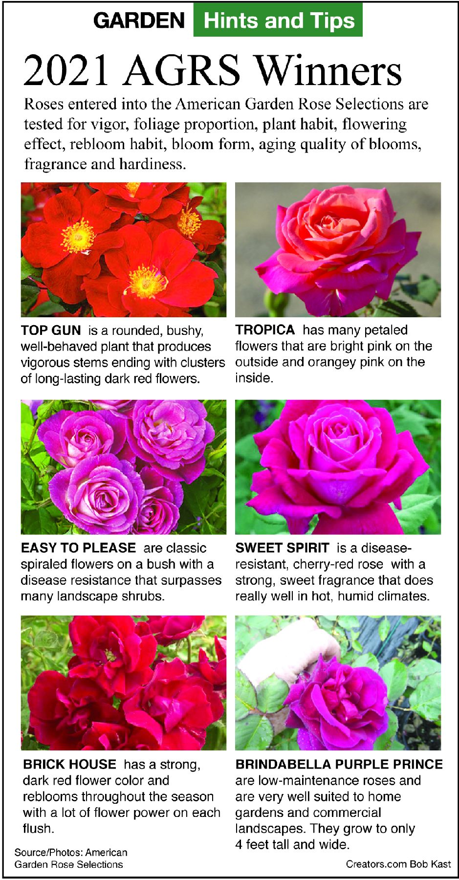 Award-Winning Roses for Your Garden - The Epoch Times