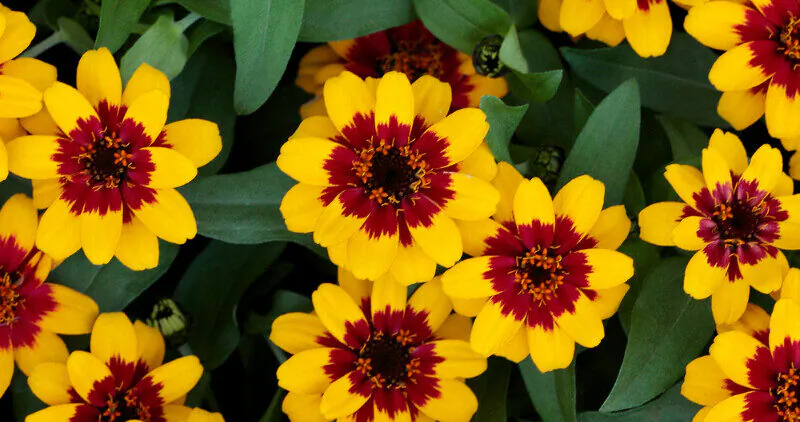 3 New Award-Winning Flowers for Your Garden