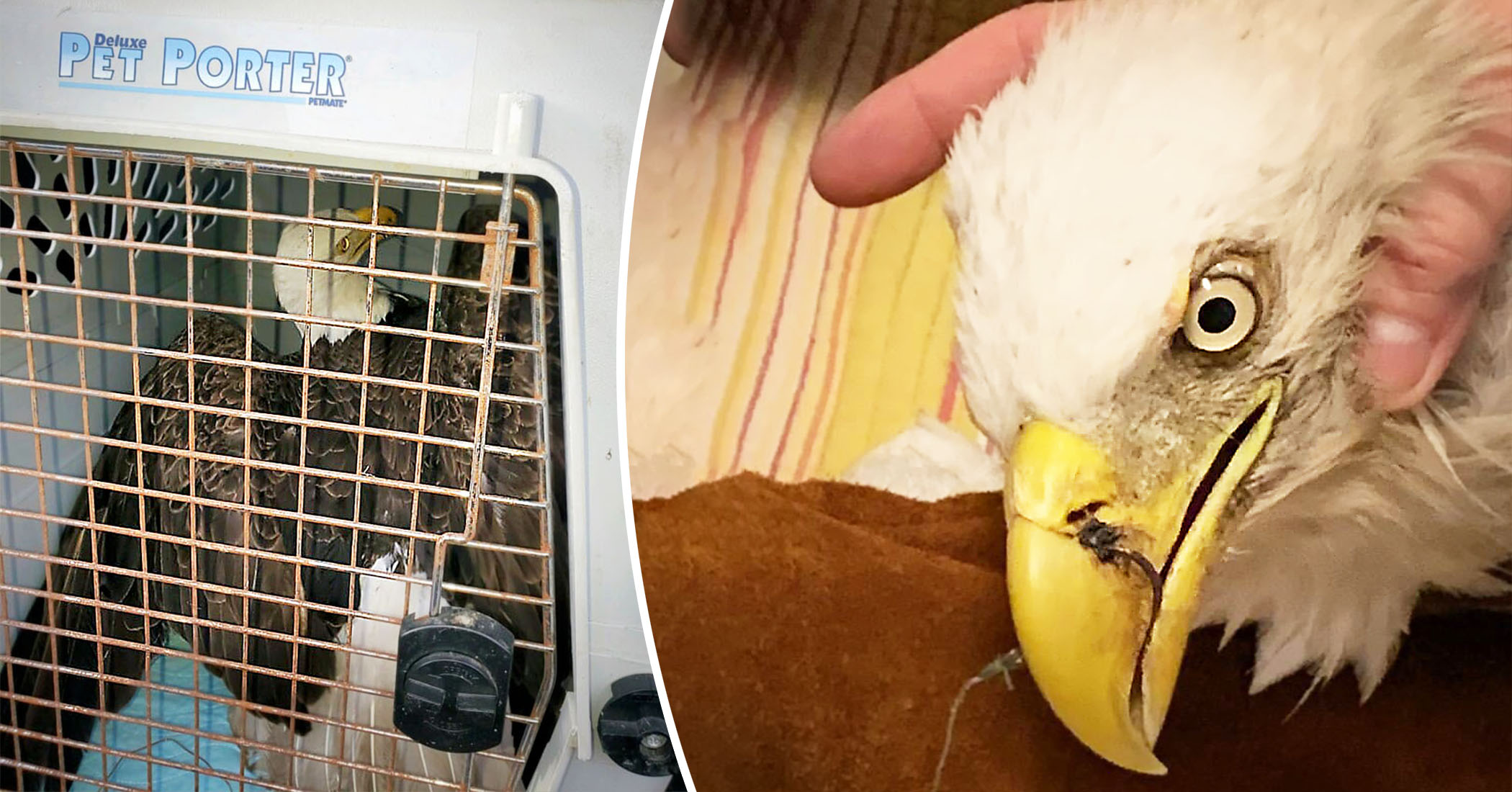 Florida Kids Find Bald Eagle Trapped in Fishing Line, Hook Through Its ...