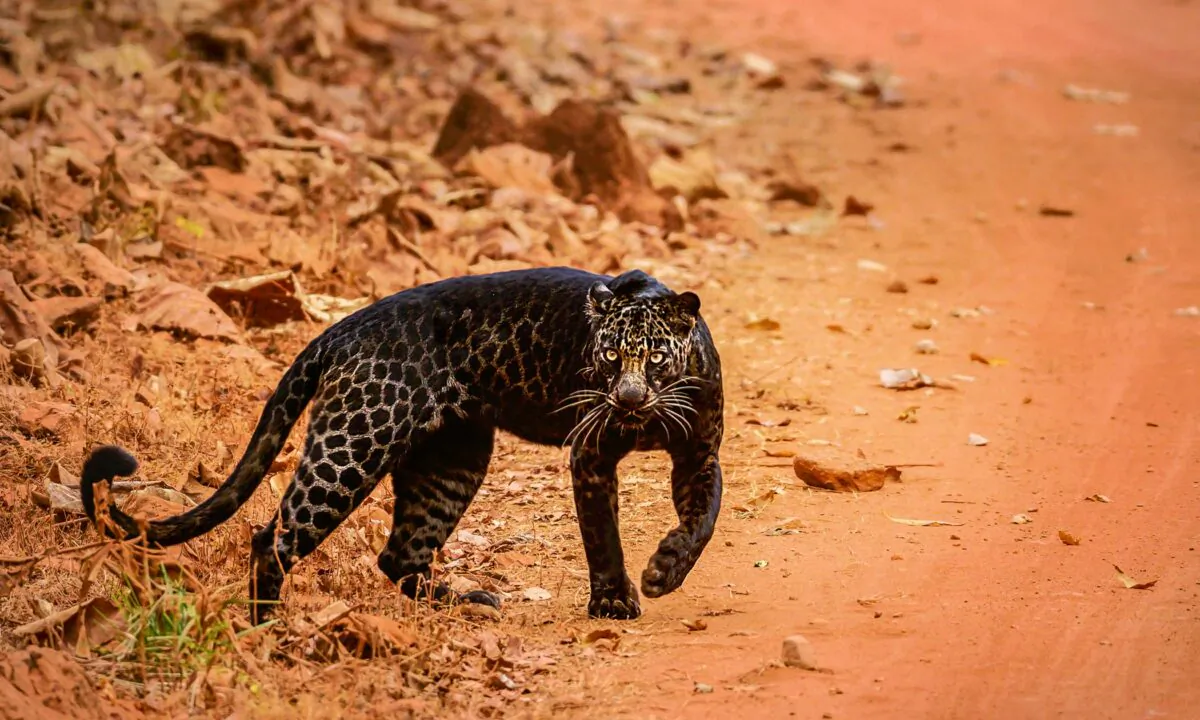 Safari-Goer Spots Extremely Rare Black Leopard in India, and the Photos ...