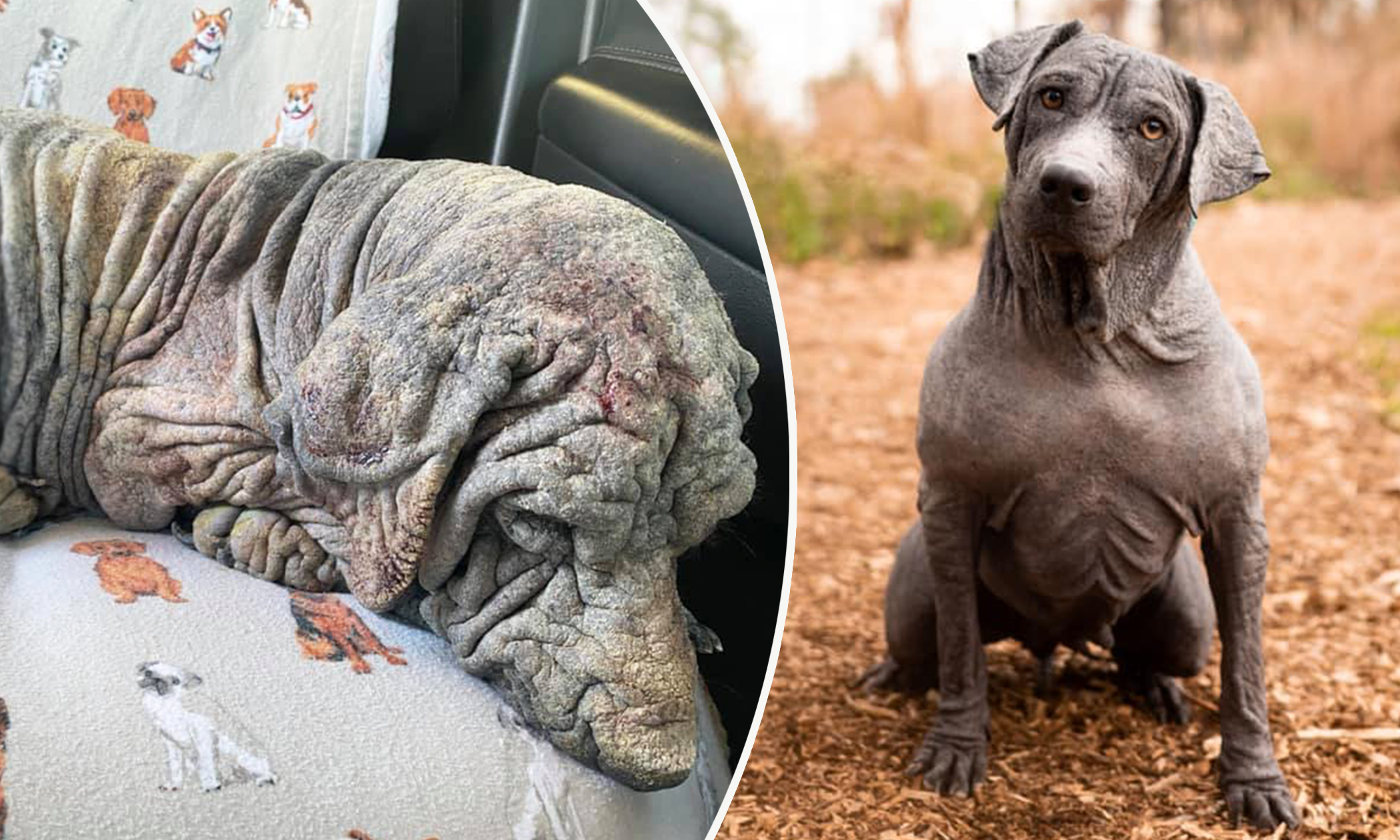 How To Treat Black Skin Disease In Dogs at Esteban Roder blog