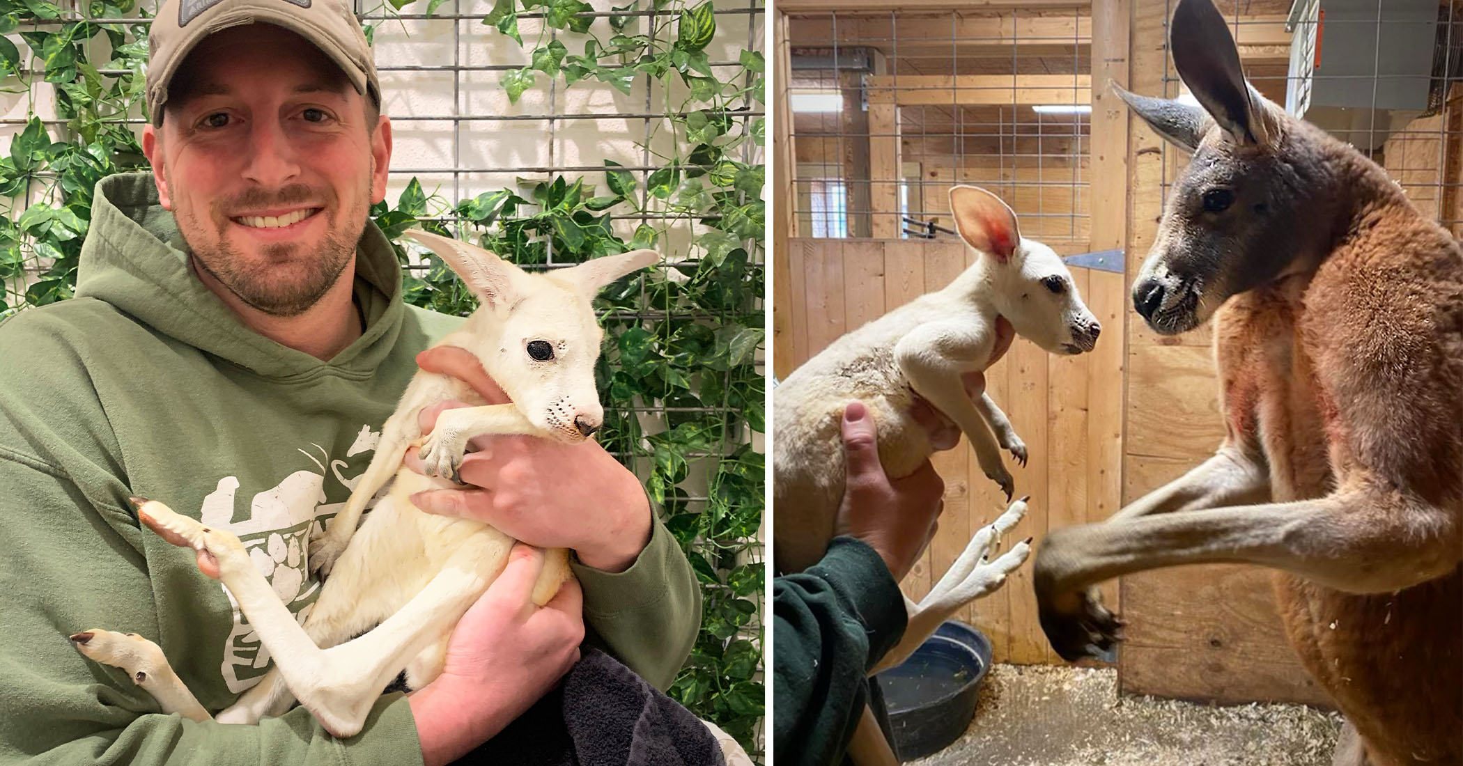 Ultra-Rare White Kangaroo Baby Born in New York Zoo, Possibly the First ...