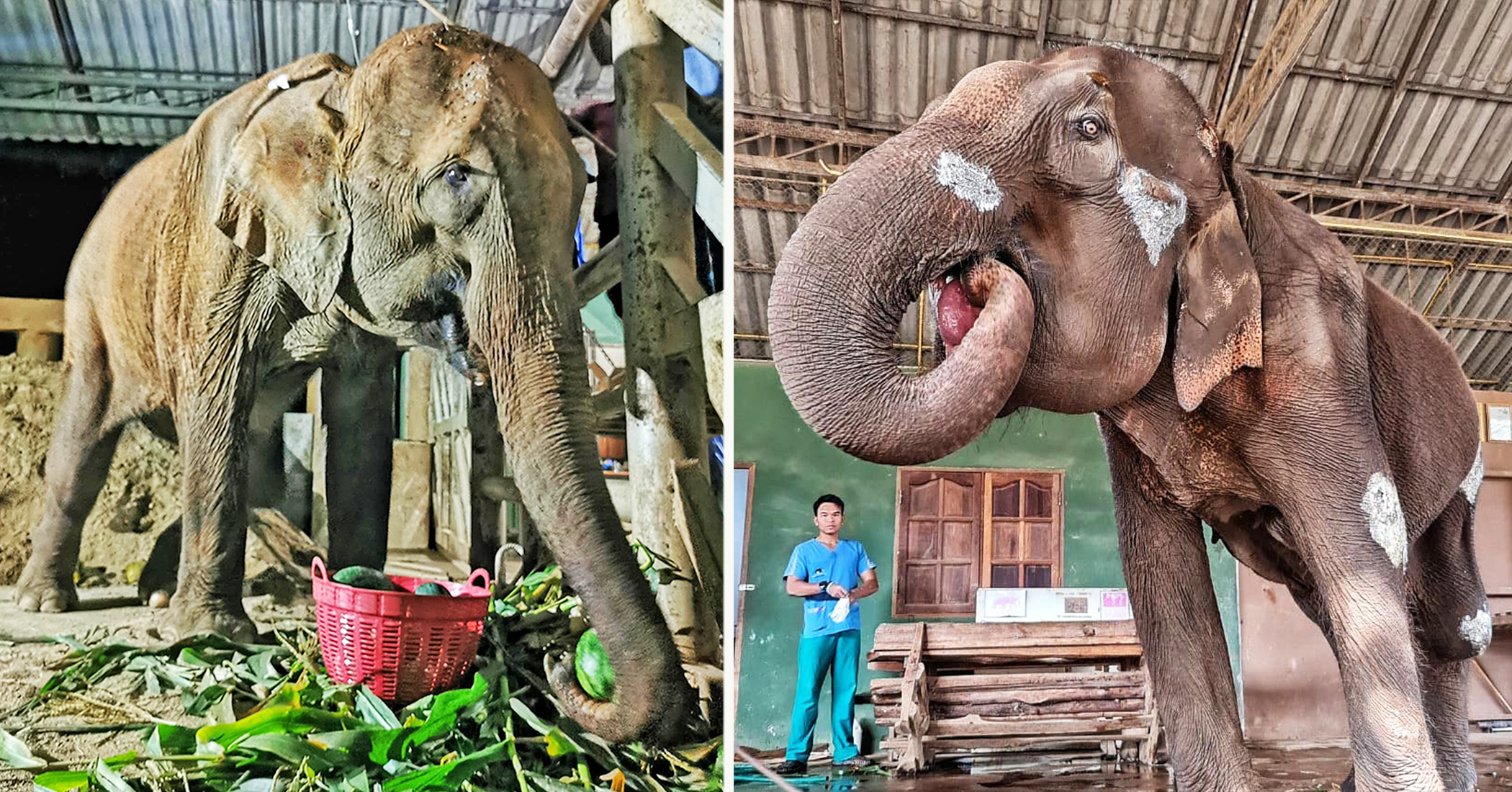 Broken, Injured Elephant ‘Waiting for Death’ Rescued From the Horrors ...