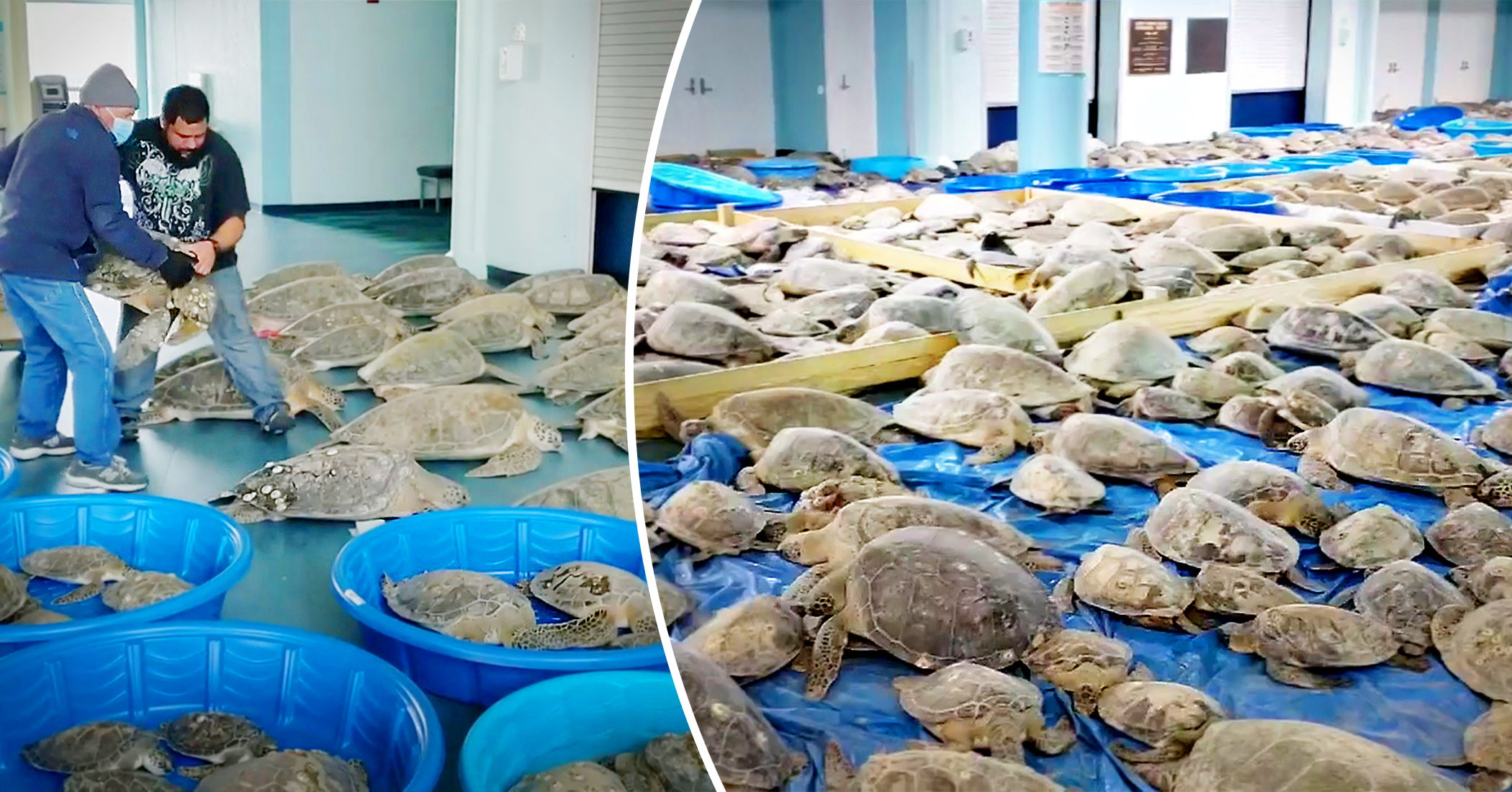 Thousands of ‘Cold-Stunned’ Sea Turtles Off Coast of Texas Rescued, Warmed in Convention Center