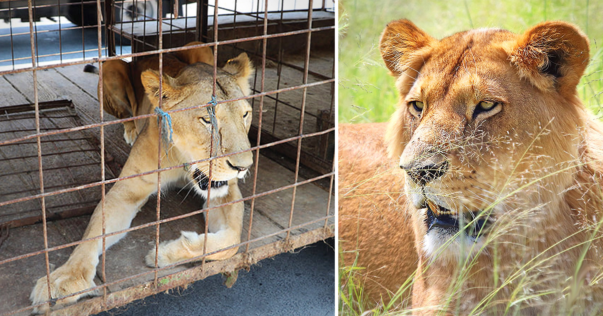 Circus Lioness Who Was Painfully Declawed Seemed Sure to Die, Until ...