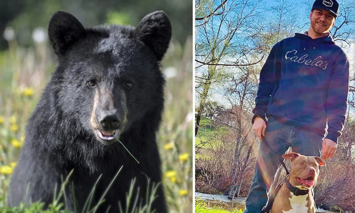 ‘I Would Die for My Dog’: Man Fights Off 350-Pound Bear Empty-Handed to ...