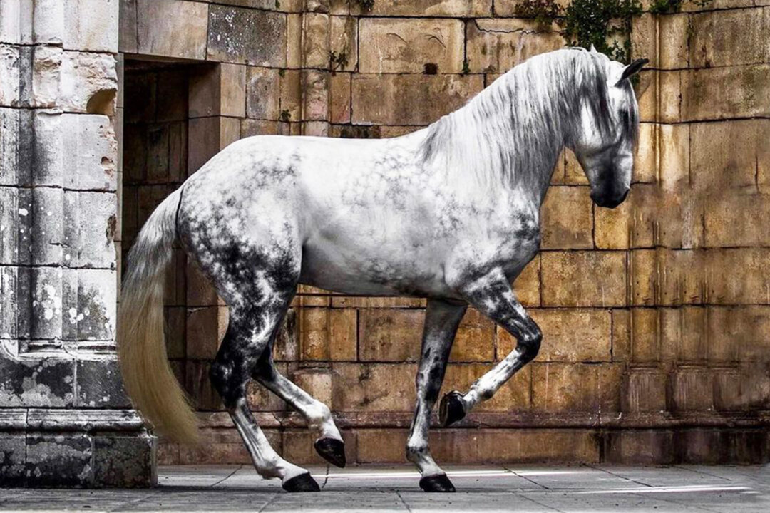 Swedish Photographer Shares Stunning Photos Capturing Regal Beauty of ...
