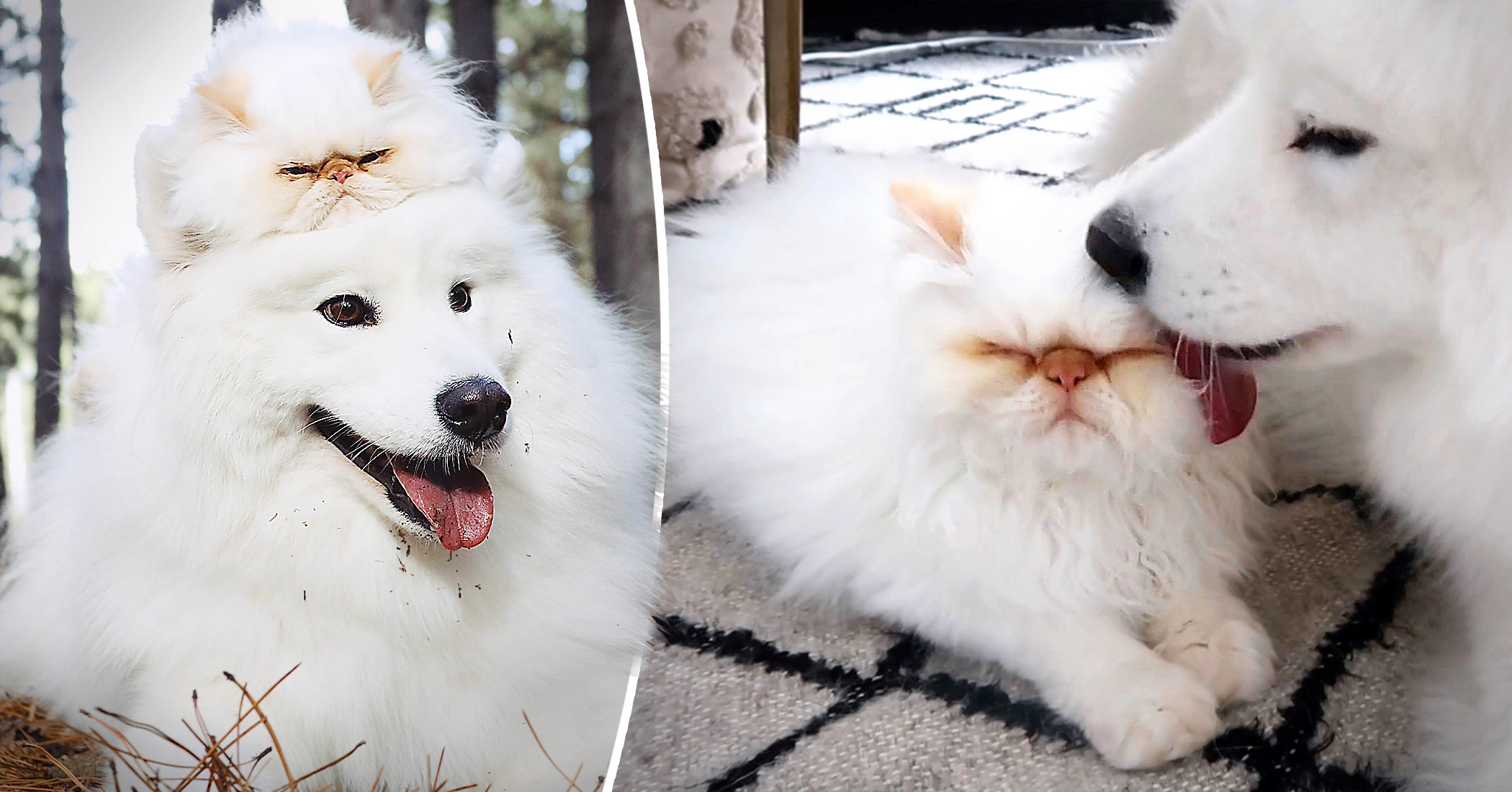 Hilarious Photos Show the Unlikely Friendship Between a ‘Grumpy’ Kitten ...