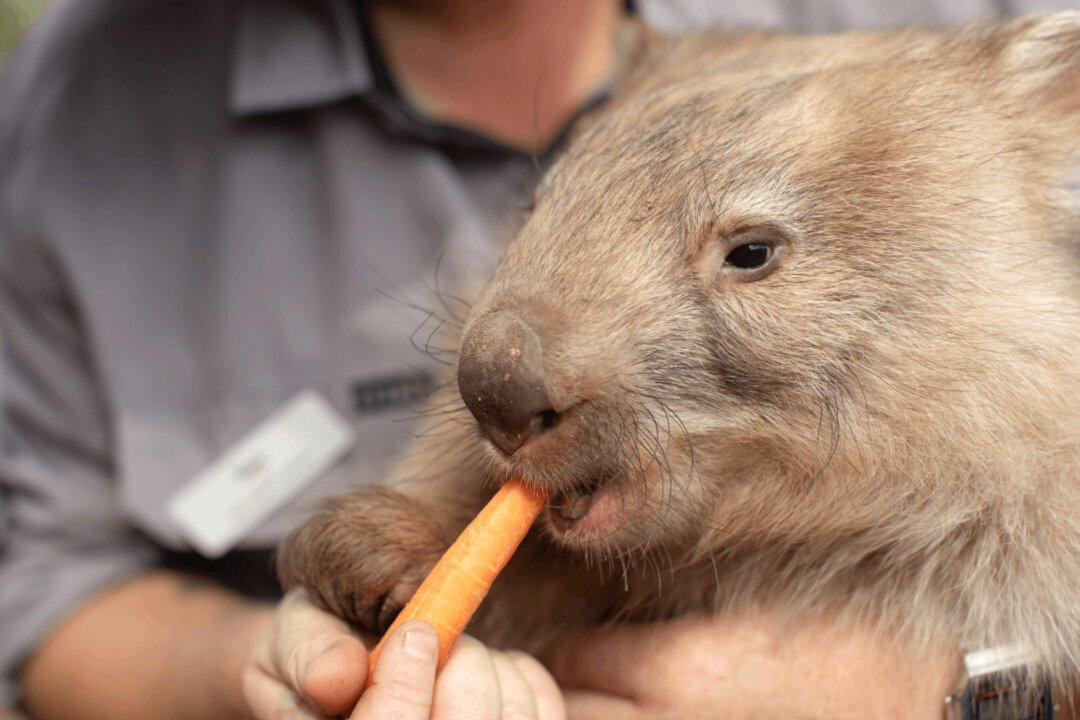 Wombat Burrows Help Other Critters Survive After Fires | The Epoch Times