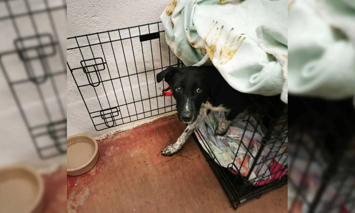 Traumatized Dog Nobody Wanted Finally Finds Perfect Forever Home With ...