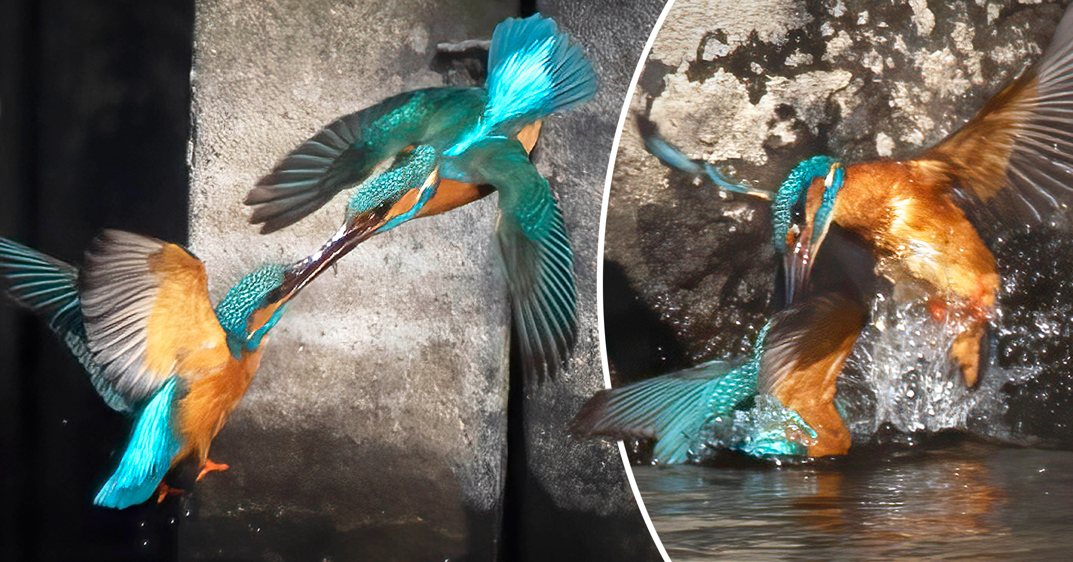 Photographer Captures 2 Kingfishers Battling It Out Mid-Air in ...