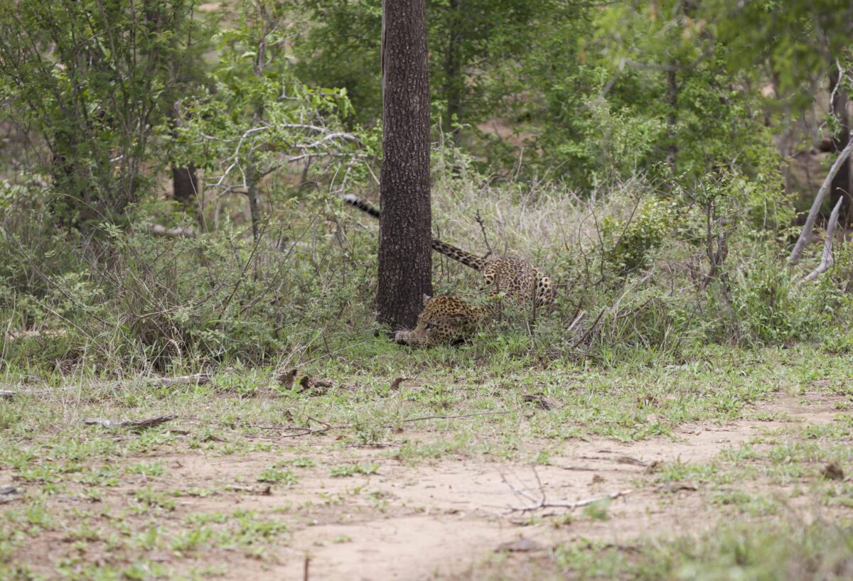 Leopard’s Leg Gets Injured in a Snare–Then Rescuers Save Him, and the ...
