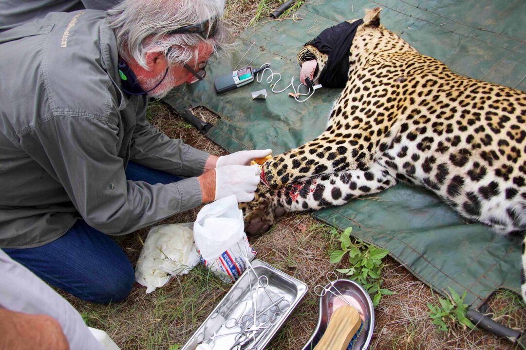 Leopard’s Leg Gets Injured in a Snare–Then Rescuers Save Him, and the ...