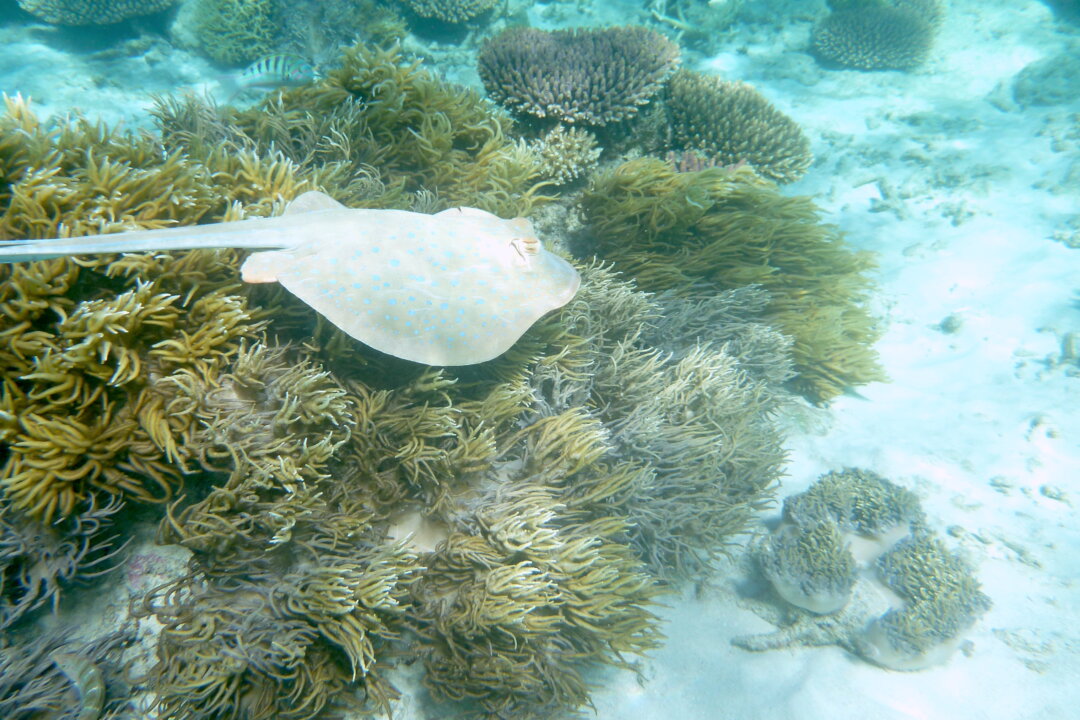 Stingray Population and Injuries Surge in Southern California | The ...
