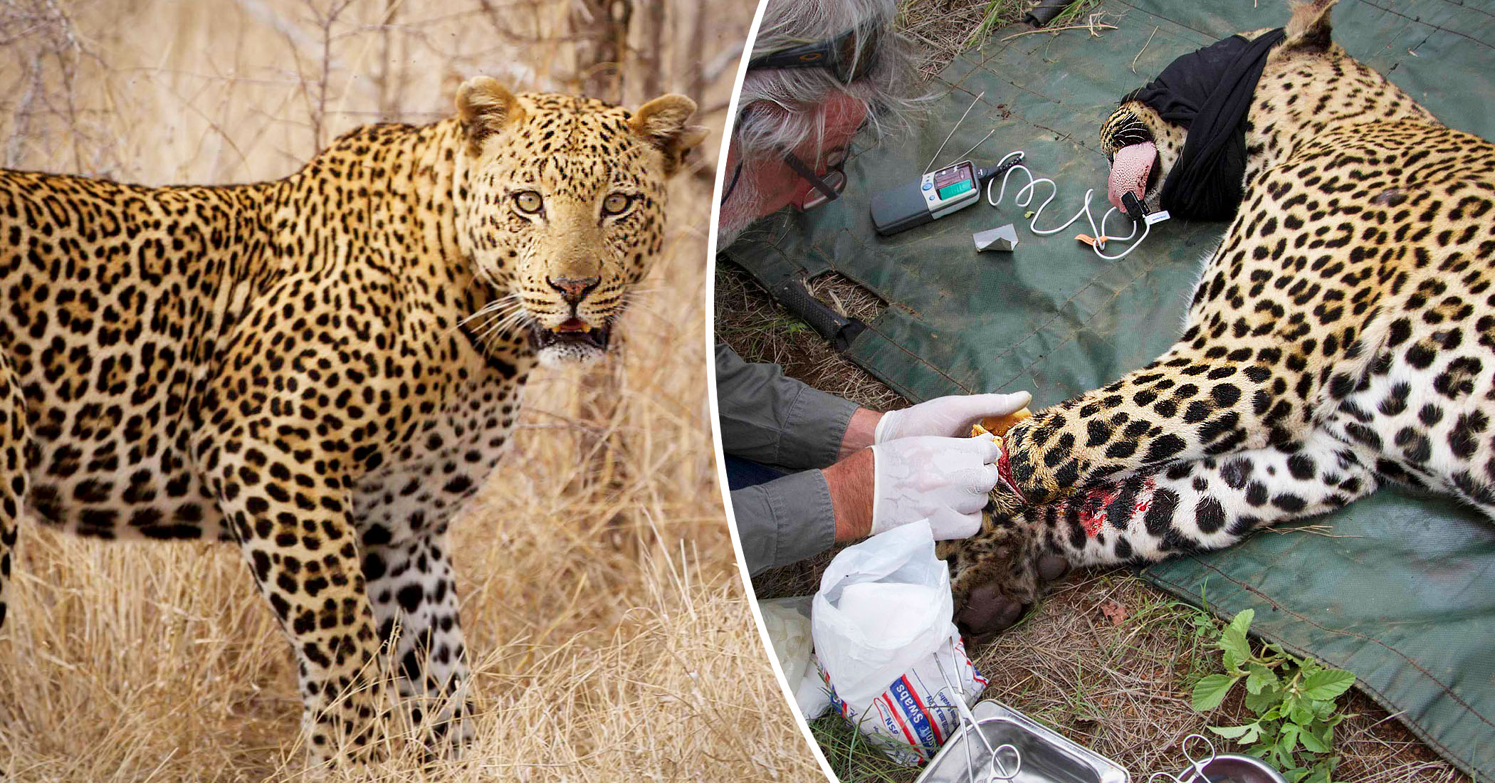 Leopard’s Leg Gets Injured in a Snare–Then Rescuers Save Him, and the ...