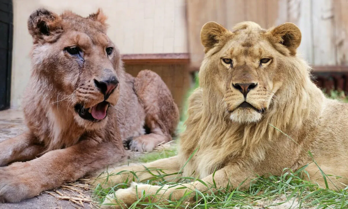 Near-Death Lion With Horrific Past Looks Like ‘True King’ 3 Years After ...