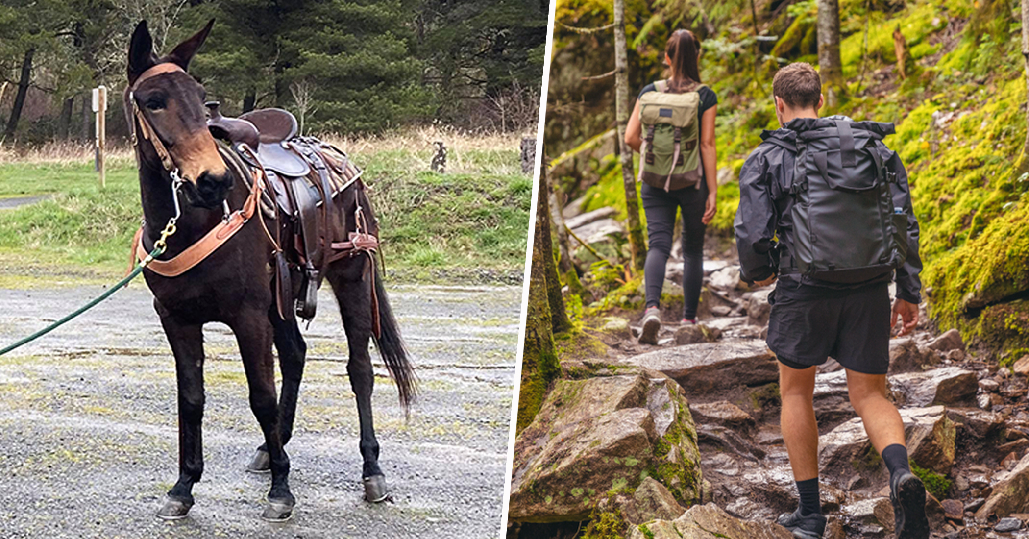 Mule Leads Hikers to Injured 60-Year-Old Owner Who Fell Off During ...