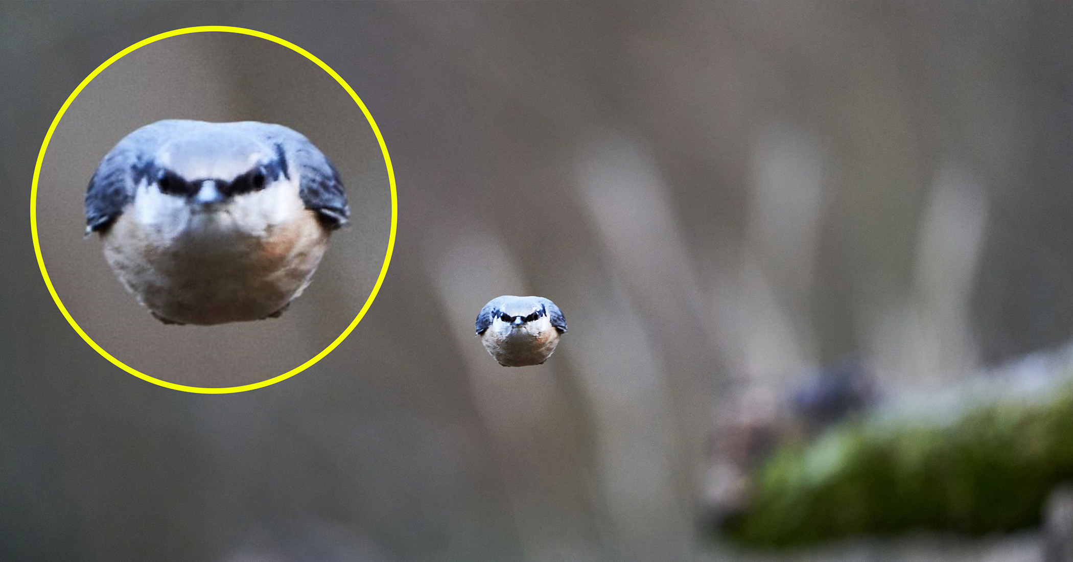 Photographer Snaps Real-Life ‘Angry Bird’ Hurtling Like a Bullet Toward ...