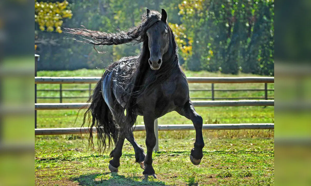 Head-Turning Stallion, ‘Frederik the Great,’ 20, Considered the World’s ...