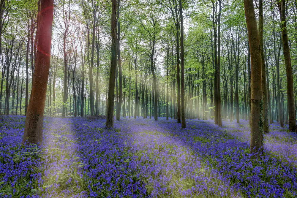The Fleeting Beauty of Spring Ephemerals