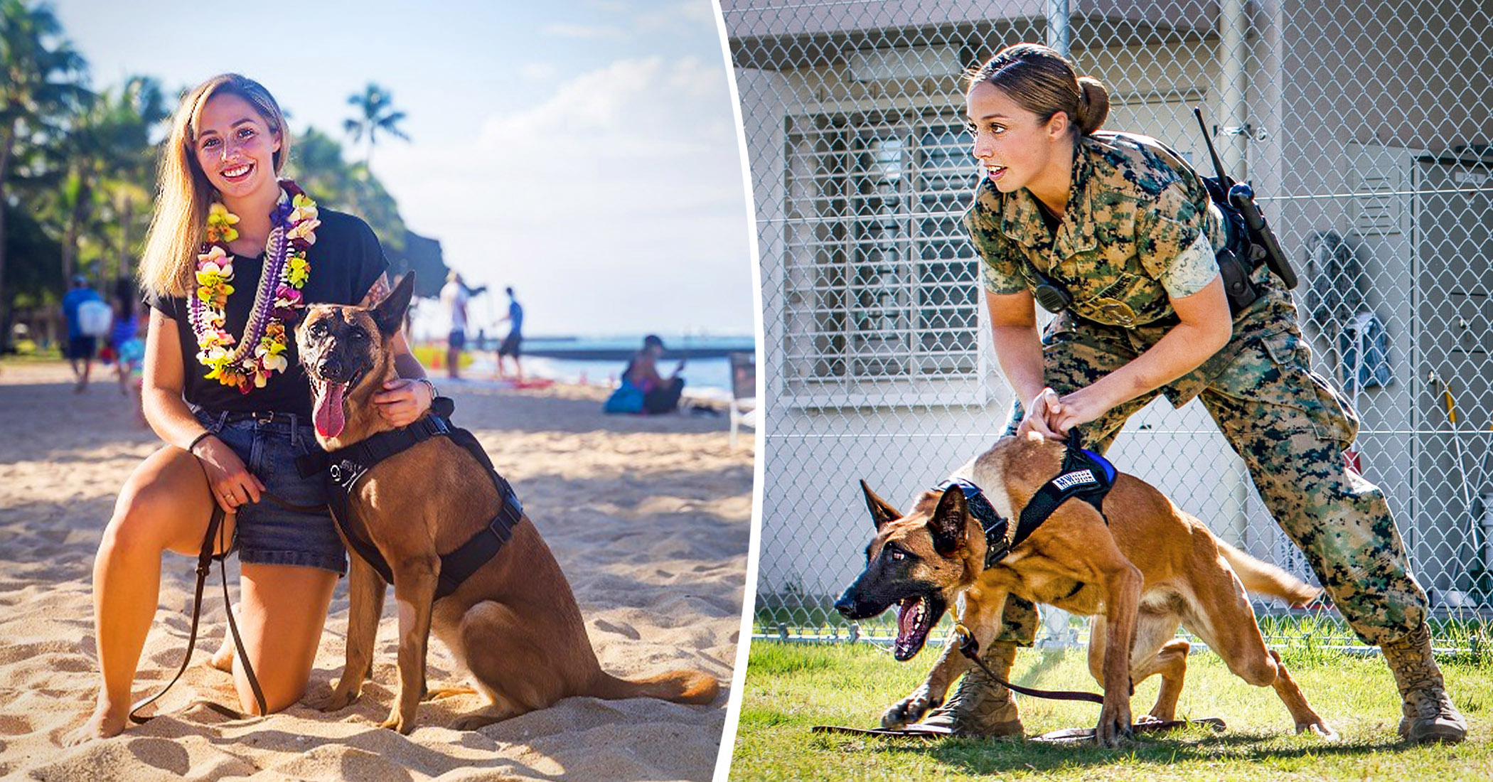 Military Dog Retired After Injury Gets Adopted by Former Marine Partner ...