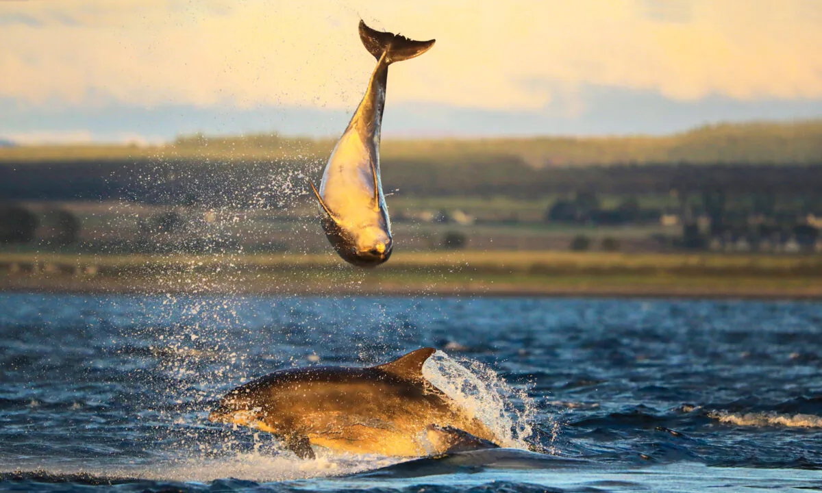 Stunning Pictures Show a Pair of Dolphins Performing Acrobatic Moves ...
