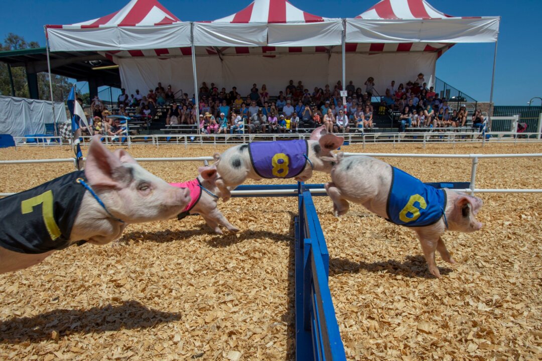 It’s a Pig’s Life at the Orange County Fair | The Epoch Times