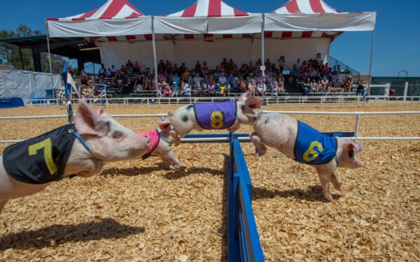 It’s a Pig’s Life at the Orange County Fair | California Insider