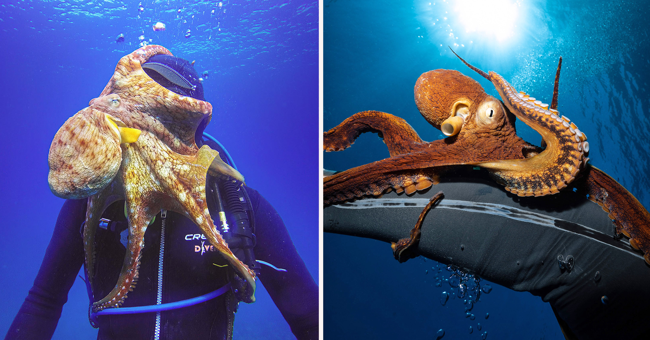 Over Friendly Octopus Grabs Hold of Diver for a Big Kiss in the Waters ...