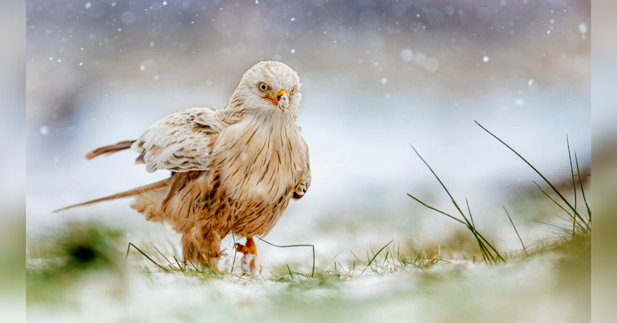 Photos: A Beautiful Rare Leucistic Red Kite Bird Was Spotted Playing in ...