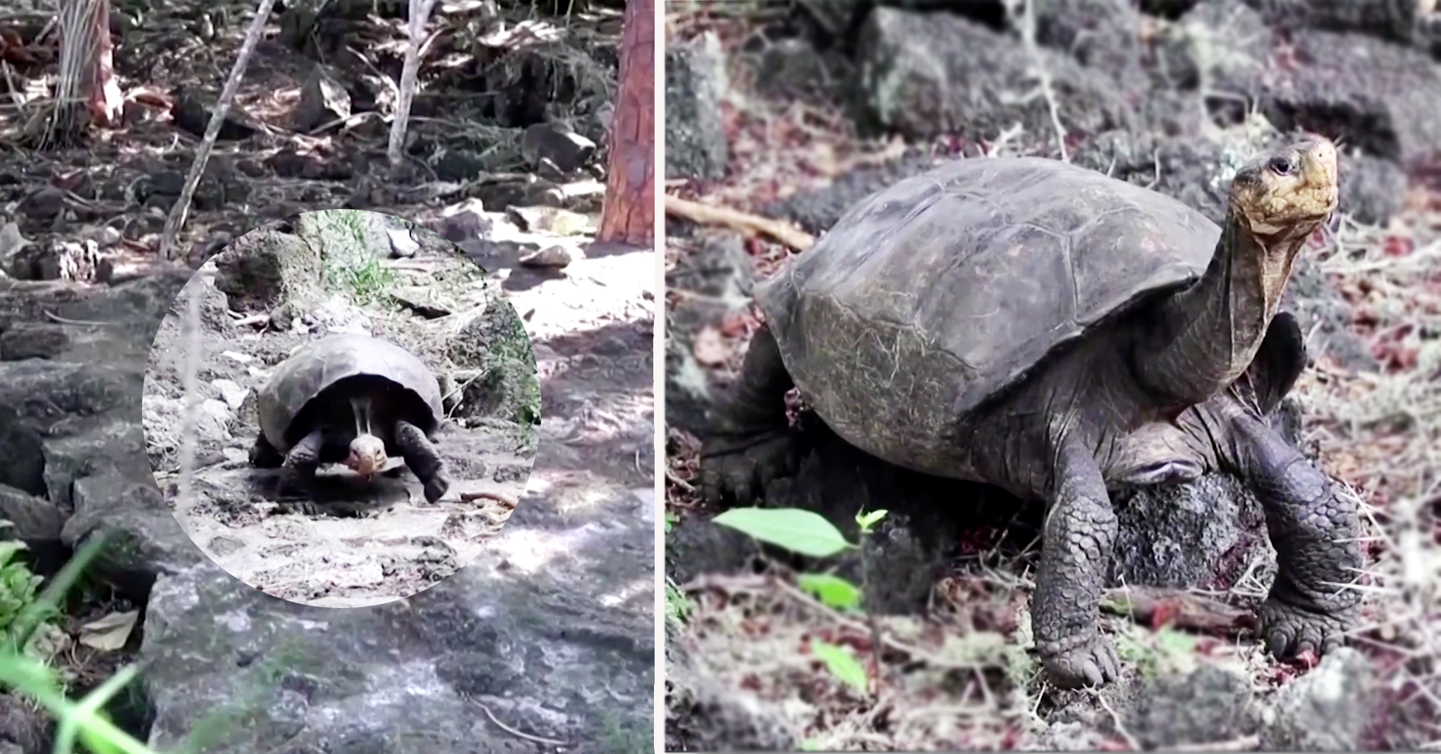 Giant Tortoise Considered Extinct 100 Years Ago is Found Still in ...