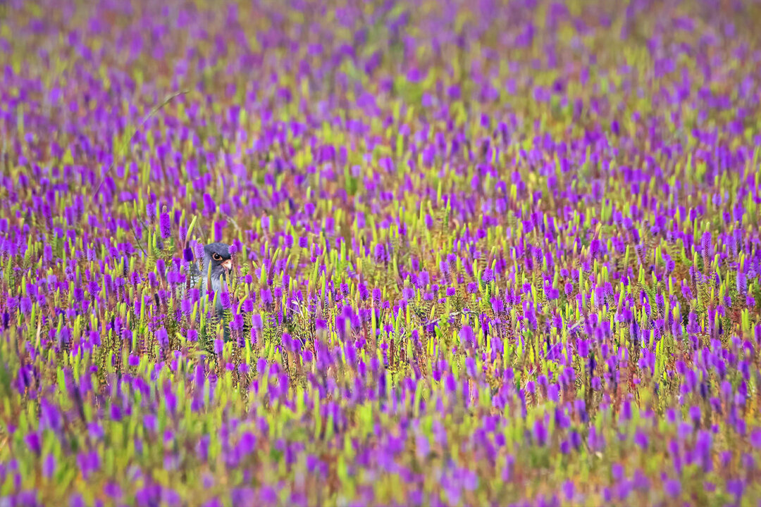 Can You Spot the Raptor Hiding in the Sea of Purple Flowers? (And ...