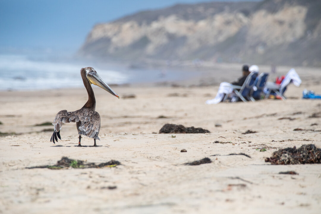 Reward Offered to Solve Mystery of Violent Pelican Attacks | The Epoch ...