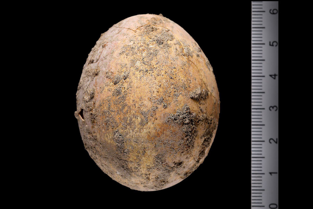 Archeologists Find 1,000-Year-Old Intact Chicken Egg From Byzantine Age ...