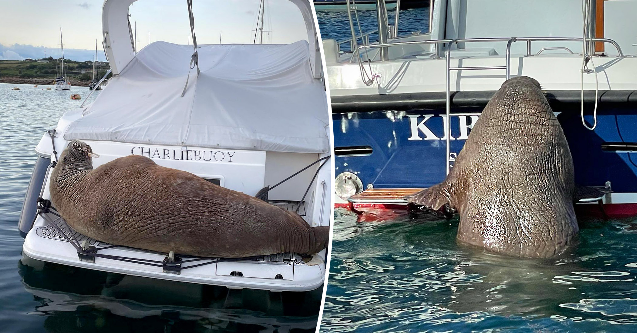 Arctic Walrus Spends 2 Days Hanging Out on Boats in English Island ...