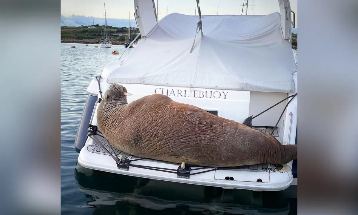 Arctic Walrus Spends 2 Days Hanging Out on Boats in English Island ...