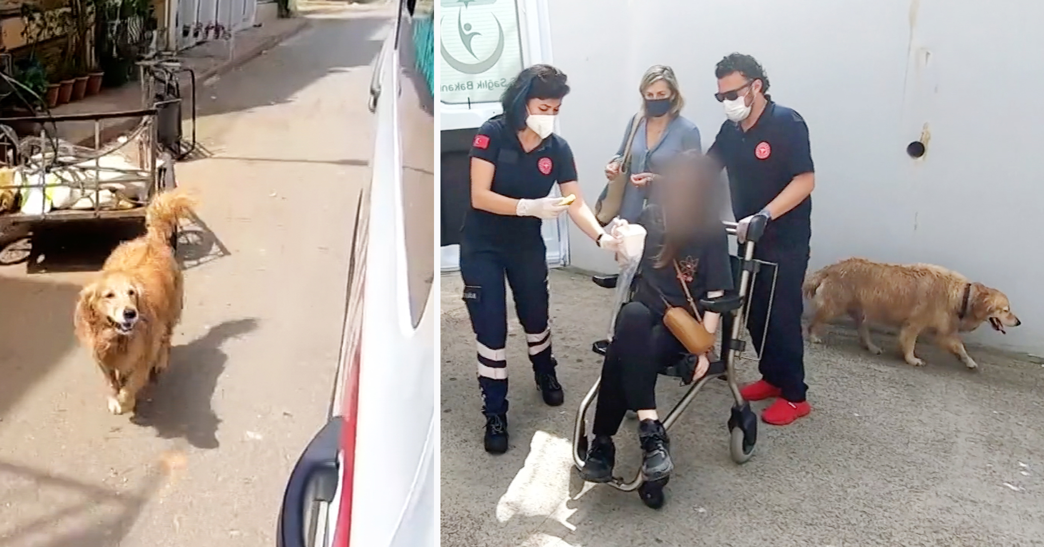 Touching Video Shows Loyal Dog Running Behind Ambulance Taking Owner to ...