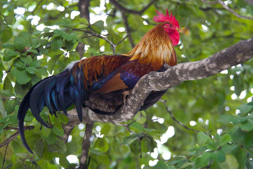 California Bill Limiting Rooster Ownership Amended Following Assembly ...