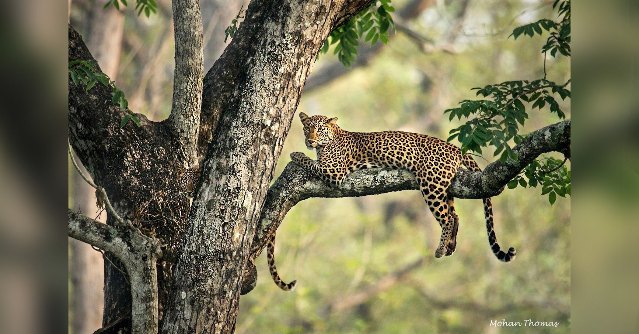 Can You Spot the Mischievous Leopard Cub Perfectly Camouflaged in a ...