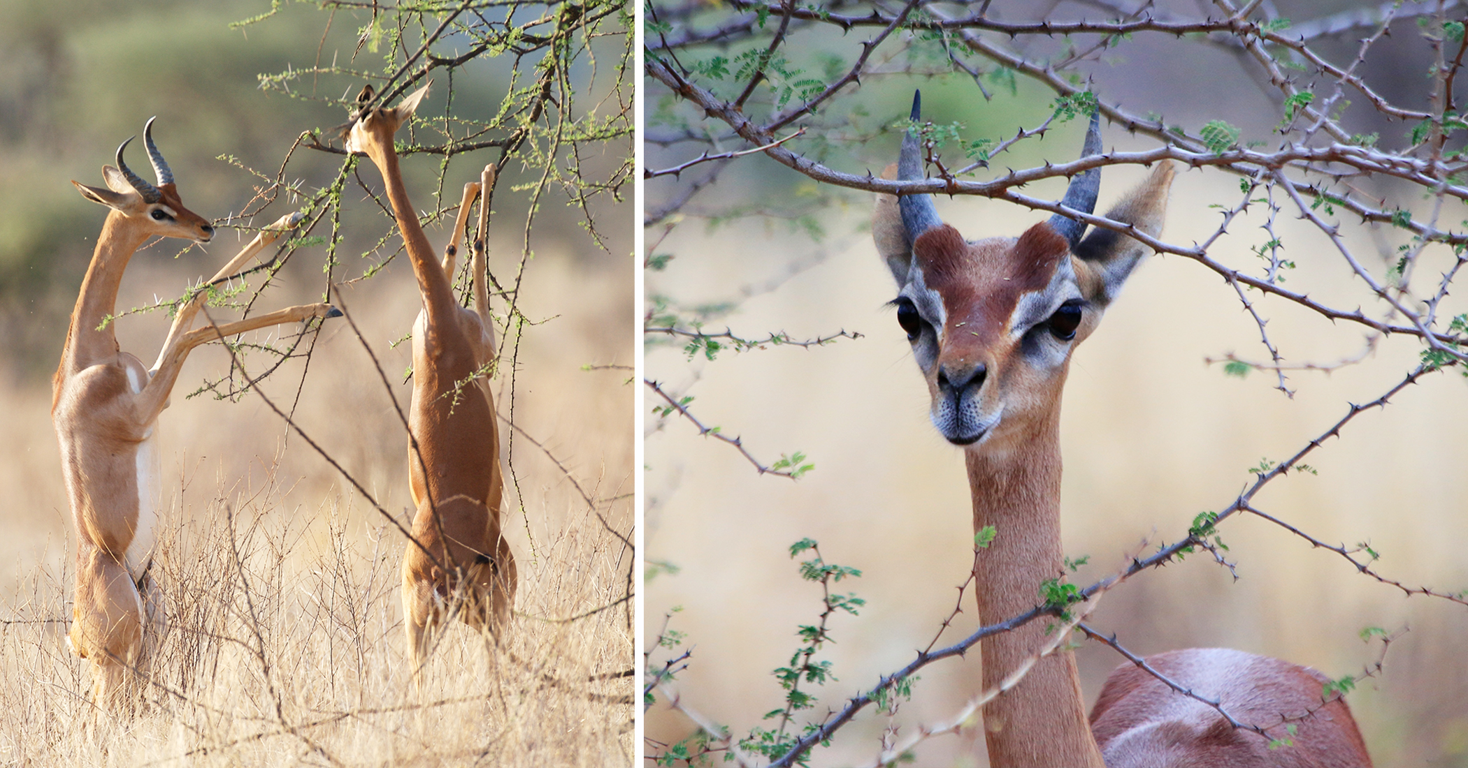 Unique-Looking ‘Gerenuk’ Antelope Can Survive Its Whole Life Without ...