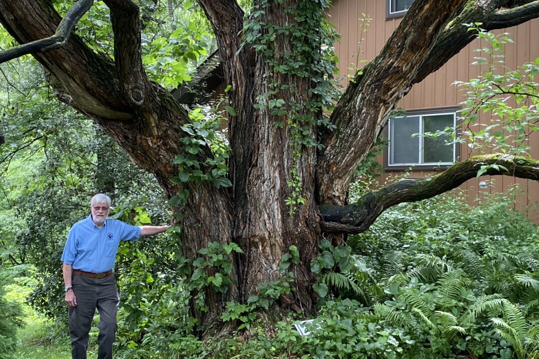 Choosing old, new trees for your lawn | The Epoch Times